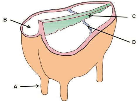 Bovine Mammary Anatomy A Lifecycle View M2 Magazine