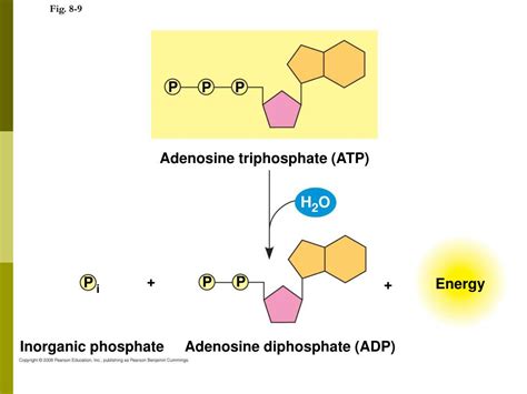 Atp Production Kidqust