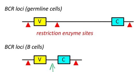 Lecture 7 Important Conceptes Flashcards Quizlet