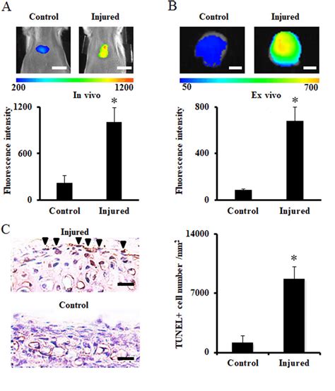 In Vivo Imaging Of The Xiphoid Injury Mouse Model A The Merged Download Scientific Diagram