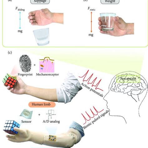 Pdf Highly Selective Biomimetic Flexible Tactile Sensor For Neuroprosthetics