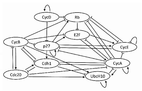 Mammalian Cell Cycle Network Download Scientific Diagram