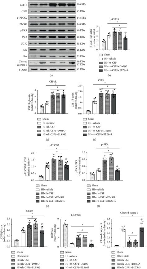 Rh Csf1 Attenuates Oxidative Stress And Neuronal Apoptosis Via The