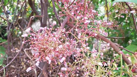 Growing Fig Trees In Containers A Step By Step Guide