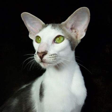 143 Best Images About Oriental Shorthair On Pinterest Cats