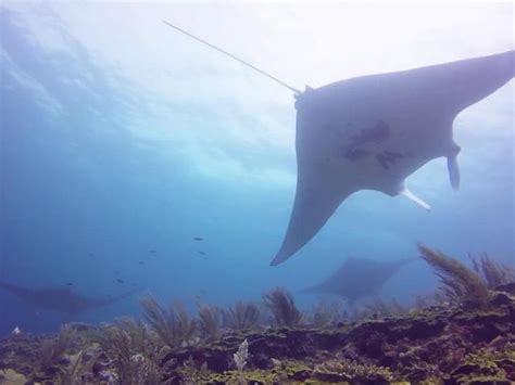 Underwater Object Detection Underwater Object Detection Urqdy Roboflow Universe