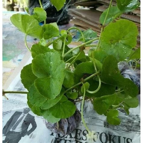 Jual Bibit Tanaman Antanan Daun Pegagan Pohon Antanan Obat Herbal