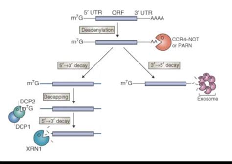 Lecture RNA Degradation Flashcards Quizlet