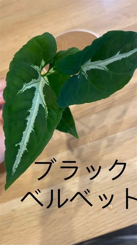 Jp シンゴニウム シンゴニューム ブラックベルベット レア 抜き苗 カット苗 発根済み 新芽あり Diy・工具・ガーデン