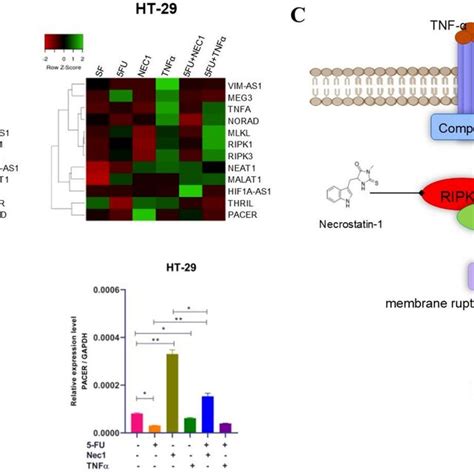 Necroptosis Related Lncrna Expression Profile A Differential Download Scientific Diagram