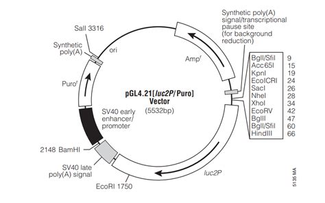 Pgl4 21[luc2p Puro]质粒图谱、载体图谱、序列、价格、抗性、测序引物、大小等信息 生物风载体