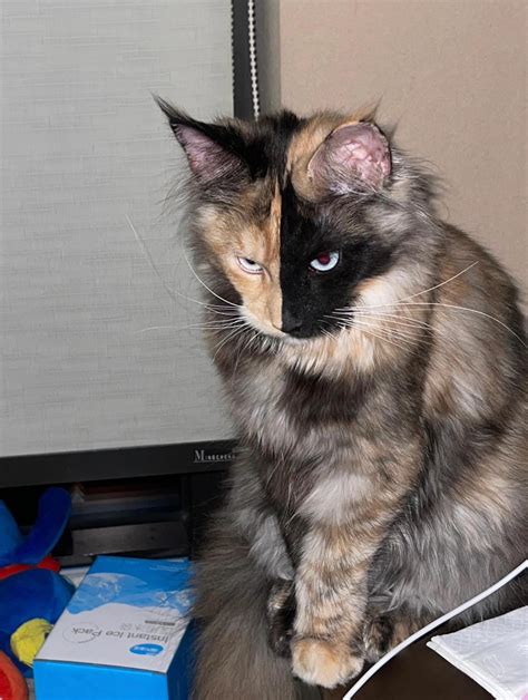 My Killer Cat😍 R Catpics