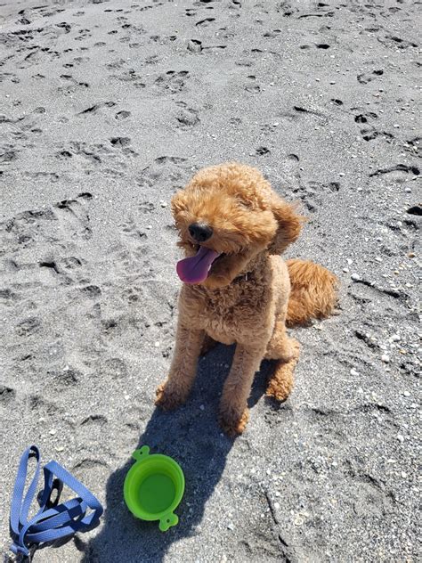 Sami St Clair On Twitter A Break From Me Meet Ruffles Dog Beach