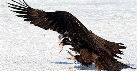 독수리의 먹이다툼