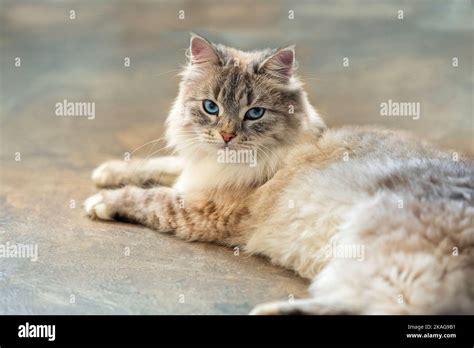 White Siberian Cat Blue Eyes