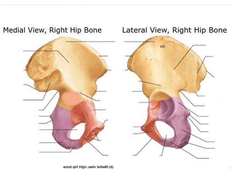 Pelvic Girdle Labeling Hip Bone Med Lat — Printable Worksheet