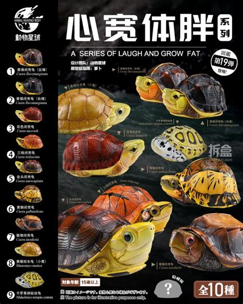 动物星球 心宽体胖第十九弹 国龟篇 黄喉黄缘闭壳龟GK摆件 拆盒