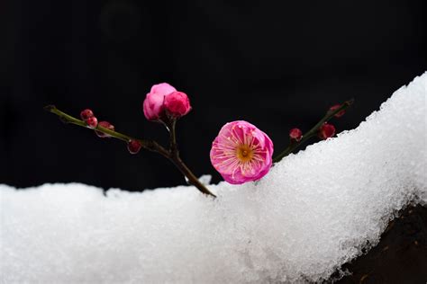 雪映红梅 梅花红梅 傲雪红梅 大山谷图库