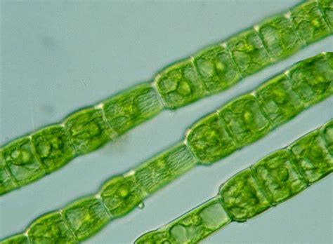 Chlorophyta Clorofitas Clorófitas Clorofíceas Algas Verdes