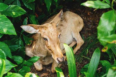 Cute Roe Deer Stock Image Image Of Velvet Wildlife 144217531