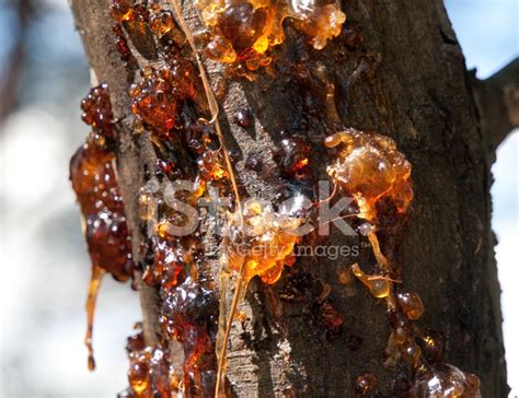 Tree Sap Stock Photo Royalty Free FreeImages