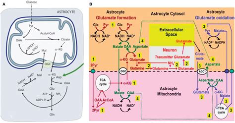 A Cartoon Describing Metabolic Pathway From Pyruvate To Download