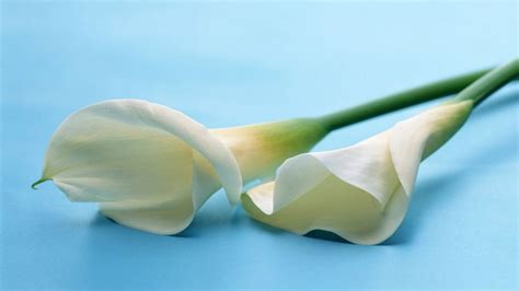 Buyers Guide How To Select Cisco Branch Routers Router Switch Blog