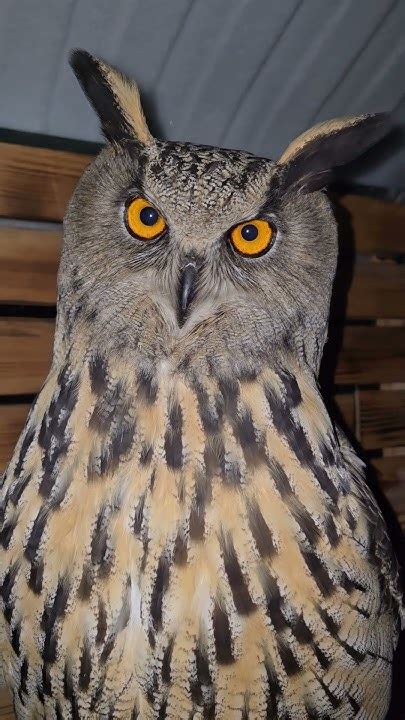 Сова Ёль возмущённый зайчик Yoll Youtube