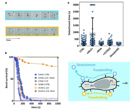 Polarization Signals Controlling Integrin Affinity Are Active