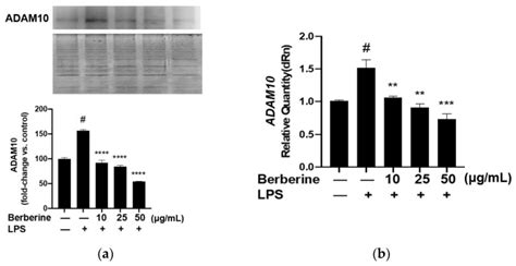 Berberine Suppresses Leukocyte Adherence By Downregulating Cx3cl1 Expression And Shedding And