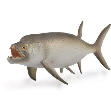 Xiphactinus L Afterpay Available