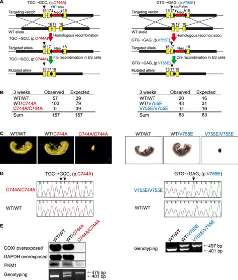 Editing Activity For Eliminating Mischarged Trnas Is Essential In