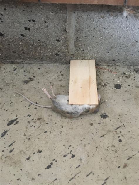 Mouse Identification House Mouse Or Deer Mouse West Michigan Usa R Pestcontrol