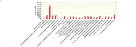 Histogram Of The Kog Classification The X Axis Indicates 25 Kog