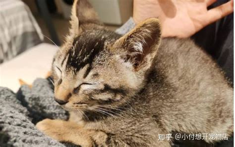 猫咪得了猫传腹的表现有哪些 知乎
