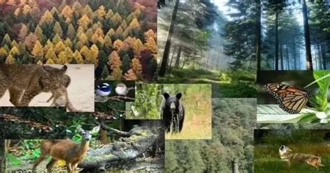Forest Ecology Assignment Point