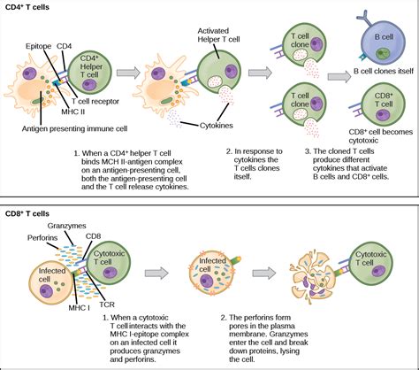 Helper T Cells Function