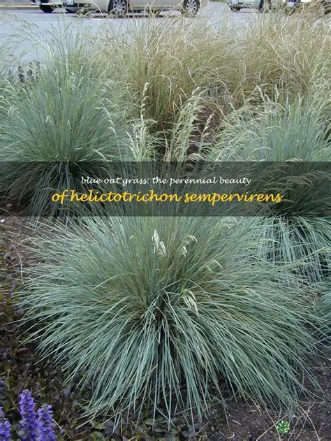 Blue Oat Grass The Perennial Beauty Of Helictotrichon Sempervirens Shuncy