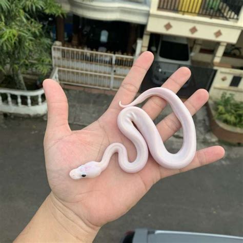 Jual Ball Python Lucy Termurah Harga Grosir Terupdate Hari Ini Blibli