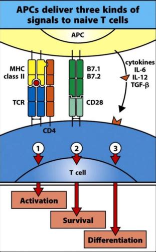 T Cell Function Flashcards Quizlet