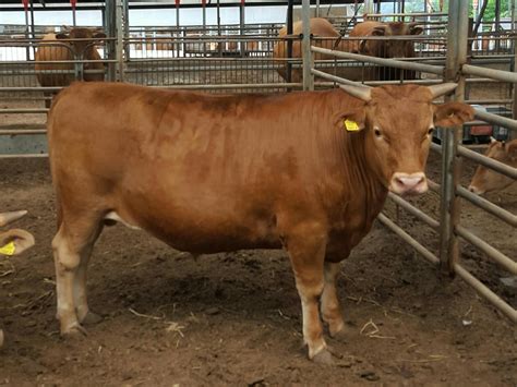 소누키 소는 누가 키우나 Band