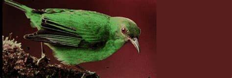 A Closer Look At Multi Stack Oled Microdisplays Oledworks