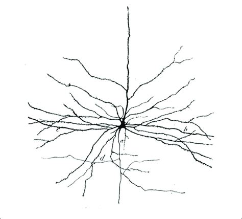 Cajals Illustration Of A Giant Pyramidal Neuron In A 30 Year Old Download Scientific Diagram