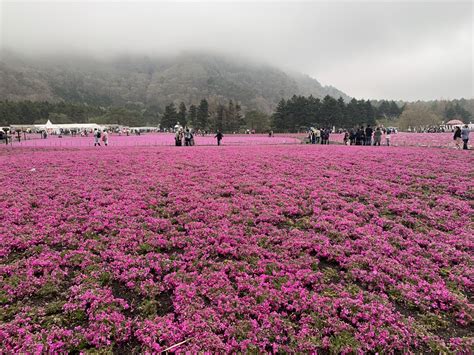 2023富士芝樱祭游玩攻略 令人震撼惊叹的大片大片盛 去哪儿攻略