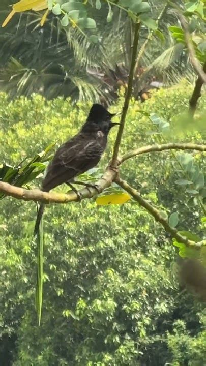 කොන්ඩ කුරුල්ලා[konda Kurulla] Red Vented Bulbul Pycnonotus Cafer Youtube