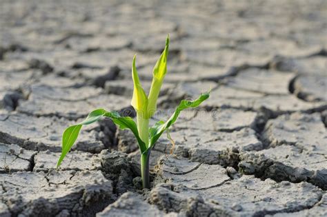 Genetic Engineering Creating Drought Resistant Crops Ensuring Food