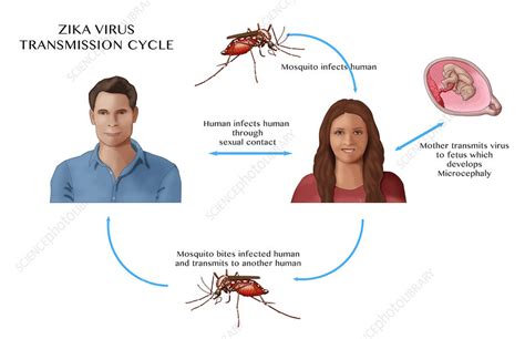 Zika Virus Is Spread Mostly By Infected Aedes Species Mosquitoes