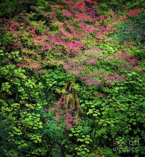 Sol Duc Forest Photograph By Inge Johnsson Pixels