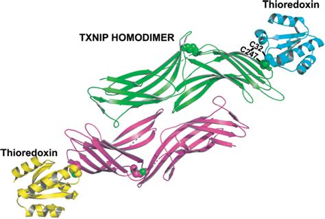 Physiological And Pathophysiological Roles Of Thioredoxin Interacting Protein A Perspective On
