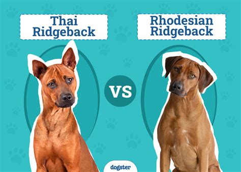 Thai Vs Rhodesian Ridgeback Breed Comparison With Pictures Dogster